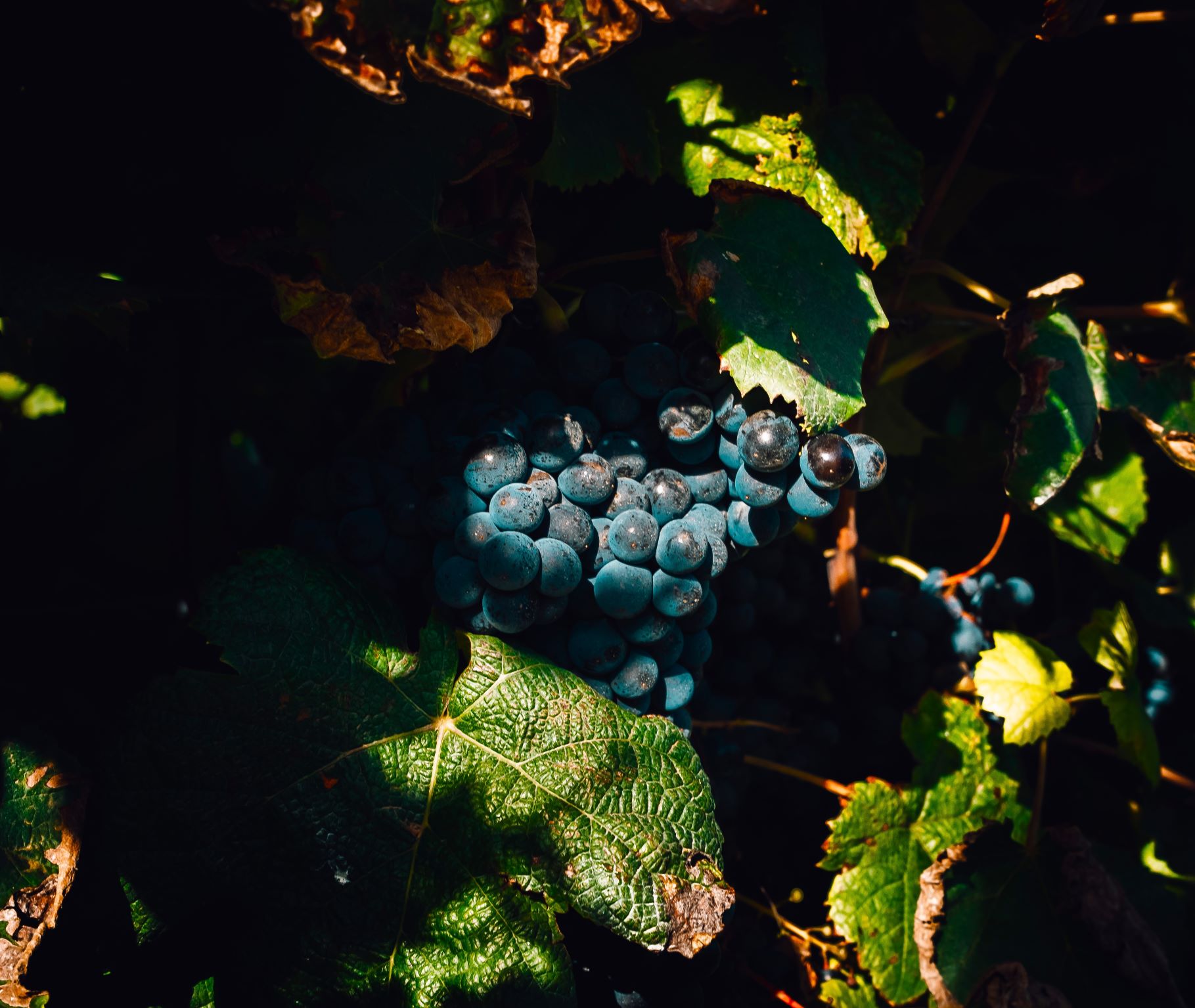 INAVI - Instituto Nacional de Vitivinicultura - Vinos del Uruguay